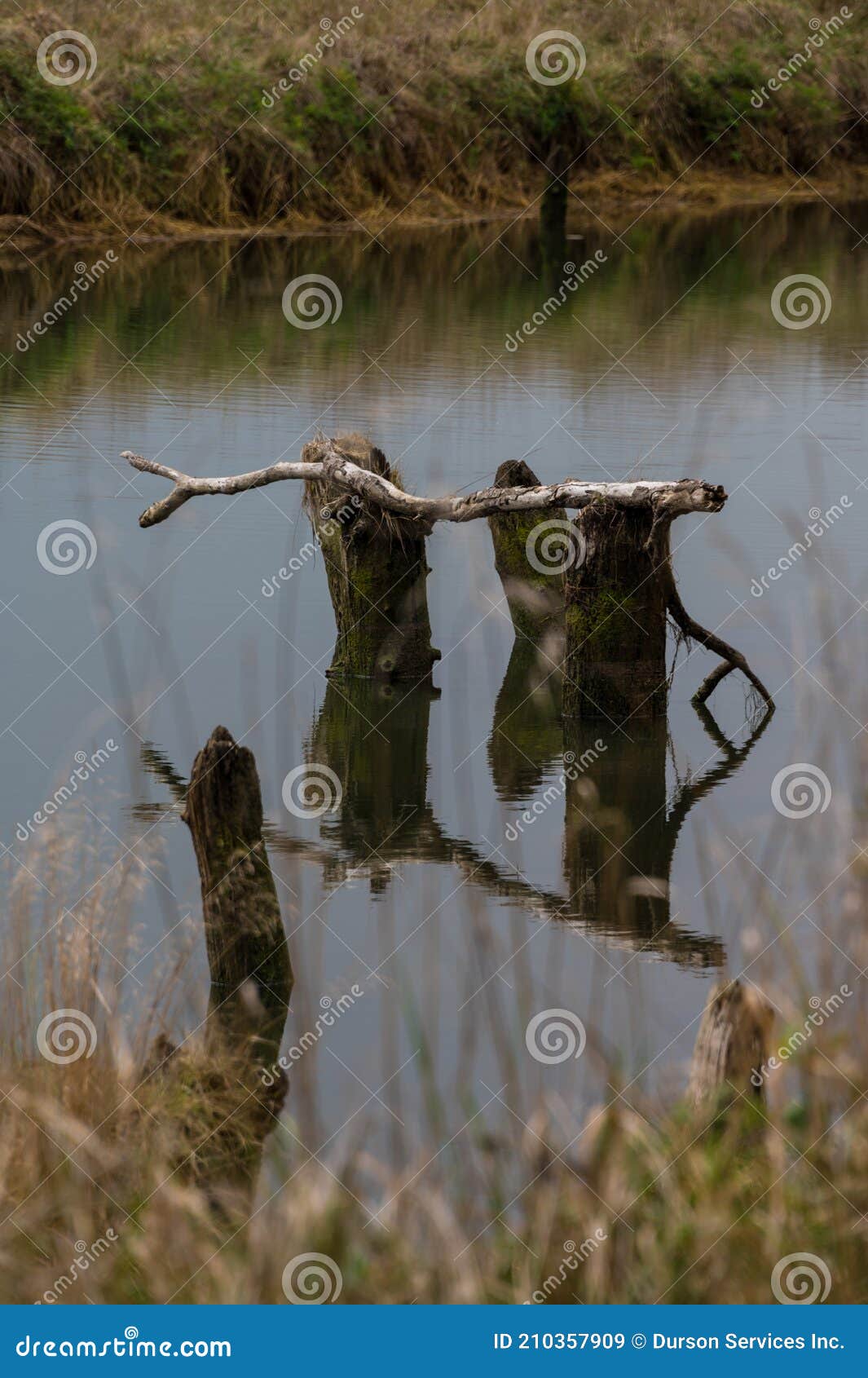 Vertical Image of Tree Stumps in River, Shot through Grass Stock Image ...