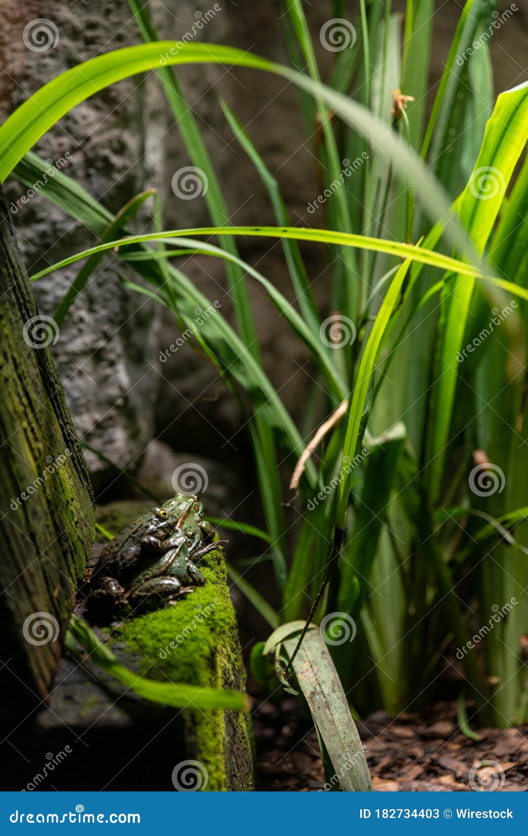 Vertical Image of Two Frogs Mating on a Concrete Ledge at a Garden ...
