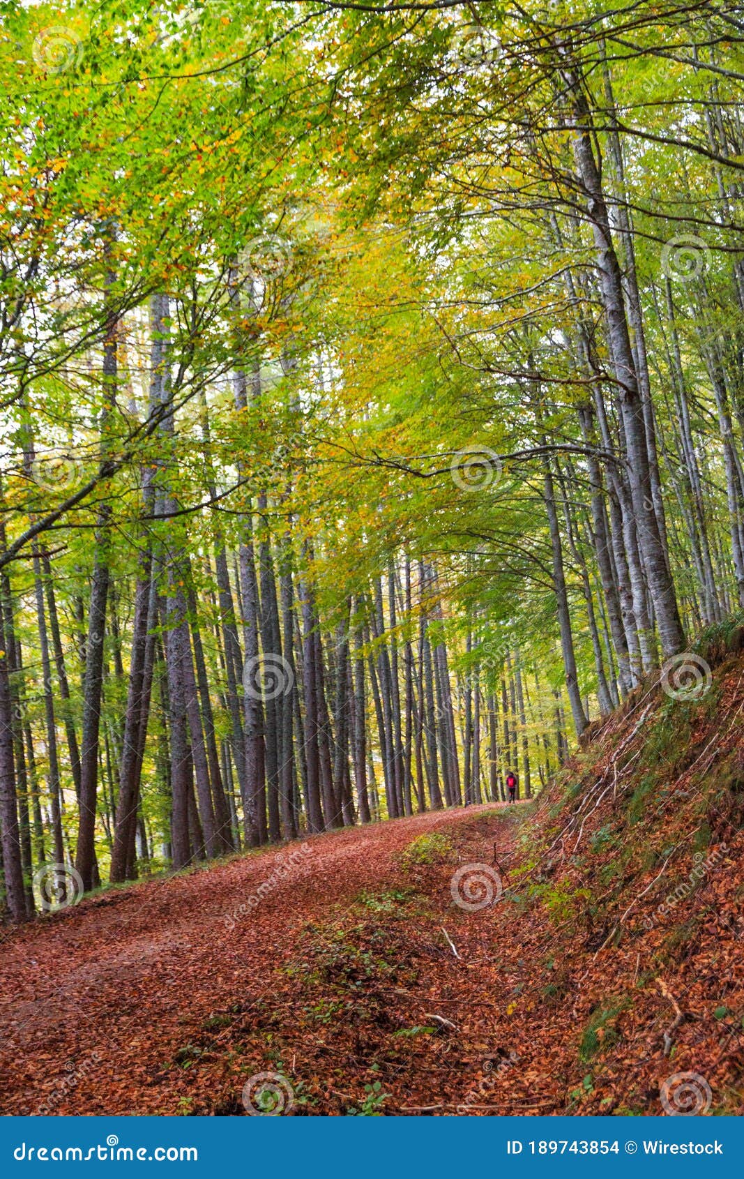 Vertical Image of Undisturbed Leaves on a Trail through the Woods Stock ...