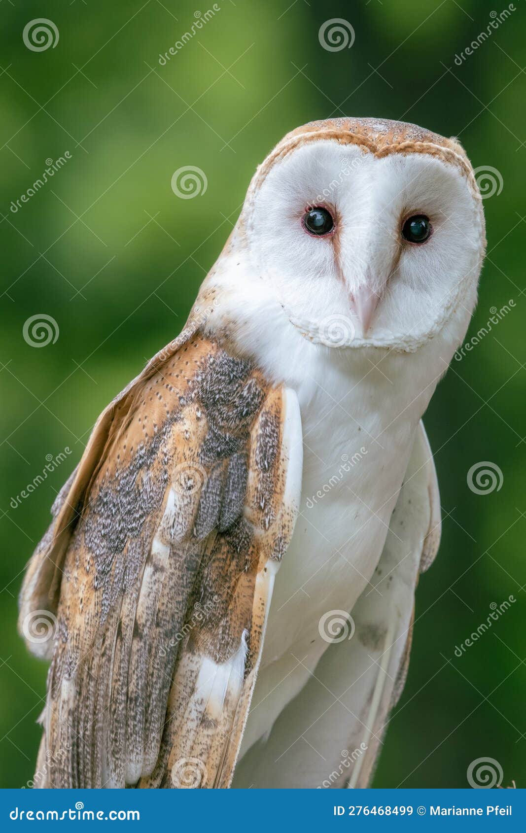 Vertical Image of a White Owl Looking at Camera Stock Image - Image of ...