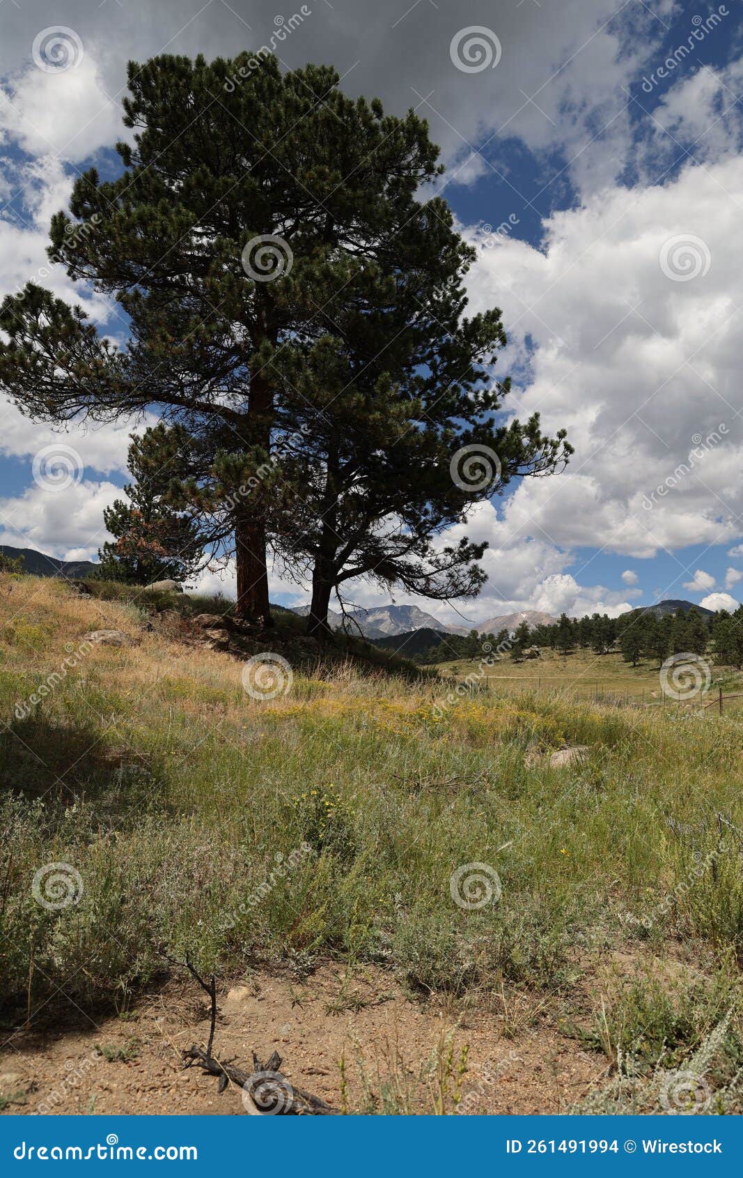 Vertical of Isolated Trees in the Trail through the Meadow in Colorado ...