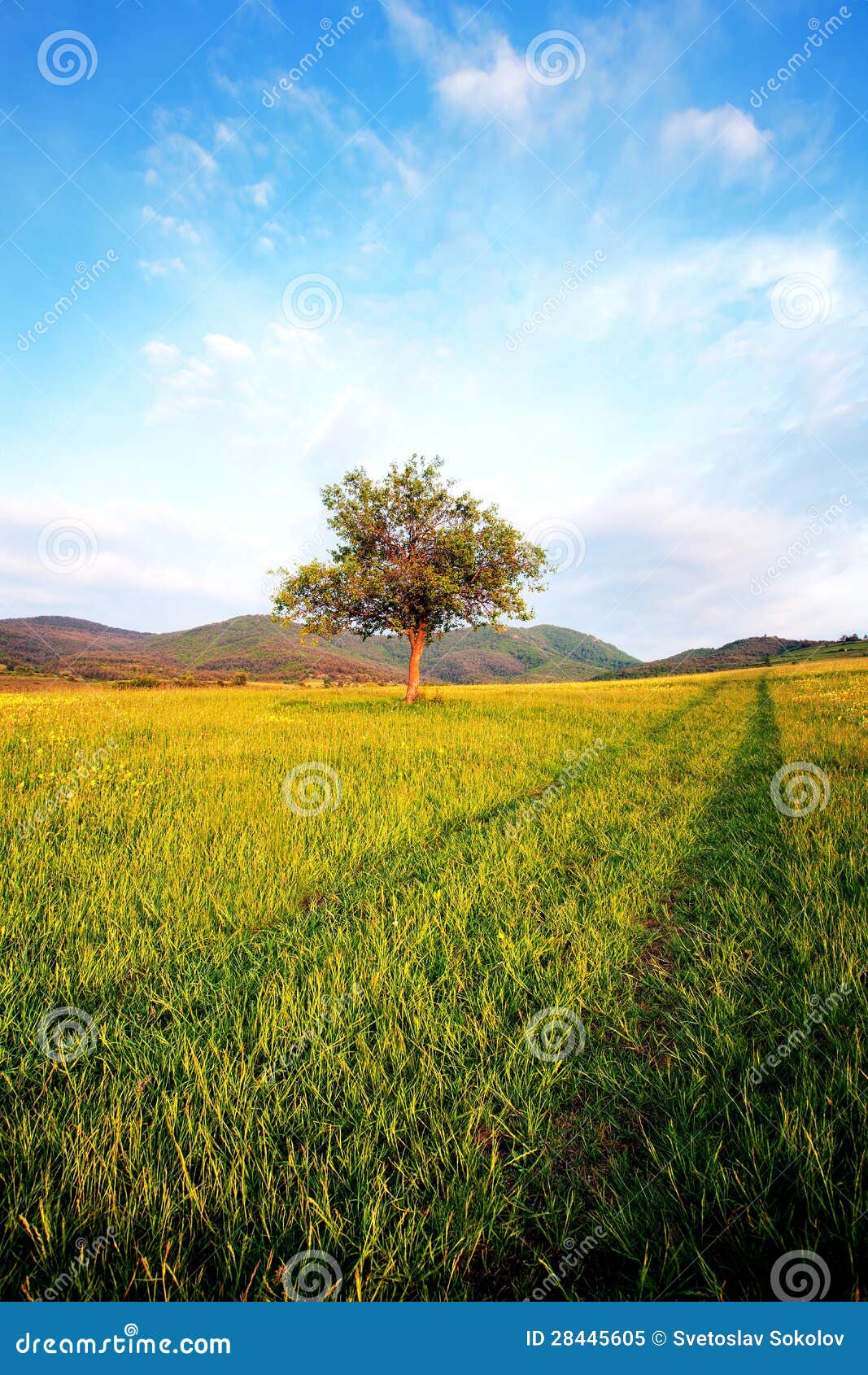 Vertical landscape stock image. Image of meadow, hill - 28445605