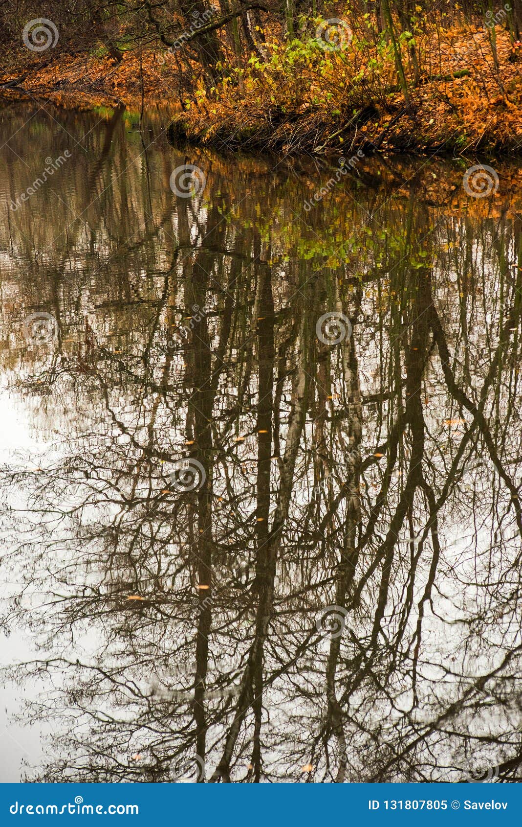 Autumn Trees without Leaves Reflected in Water Stock Image - Image of ...