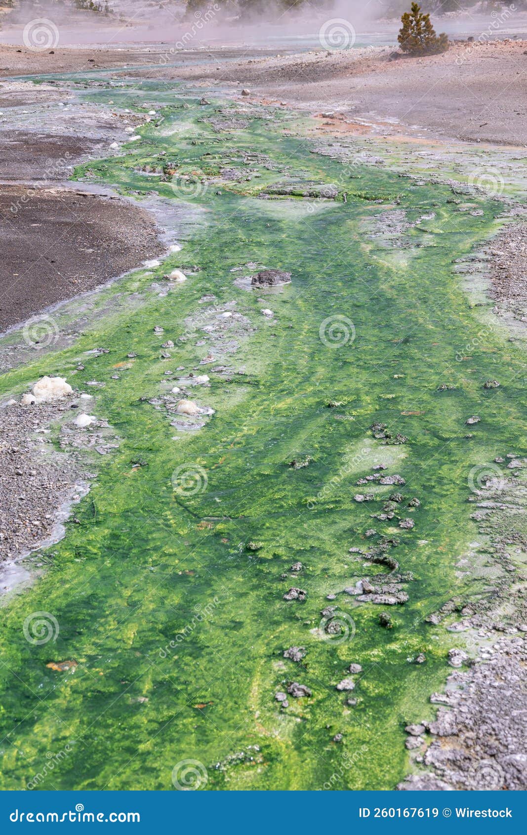 Vertical of Landscape Covered with Green Swamp Stock Image - Image of ...