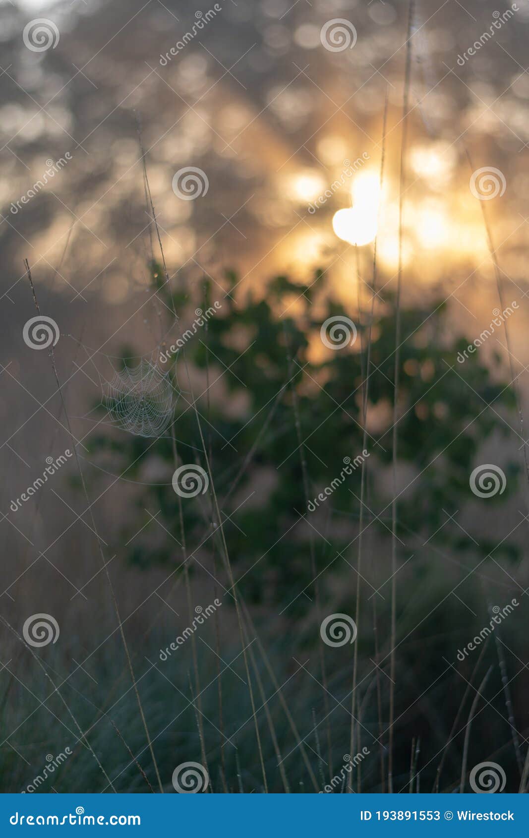Vertical Landscape Shot of the Sunset in a Field Stock Image - Image of ...