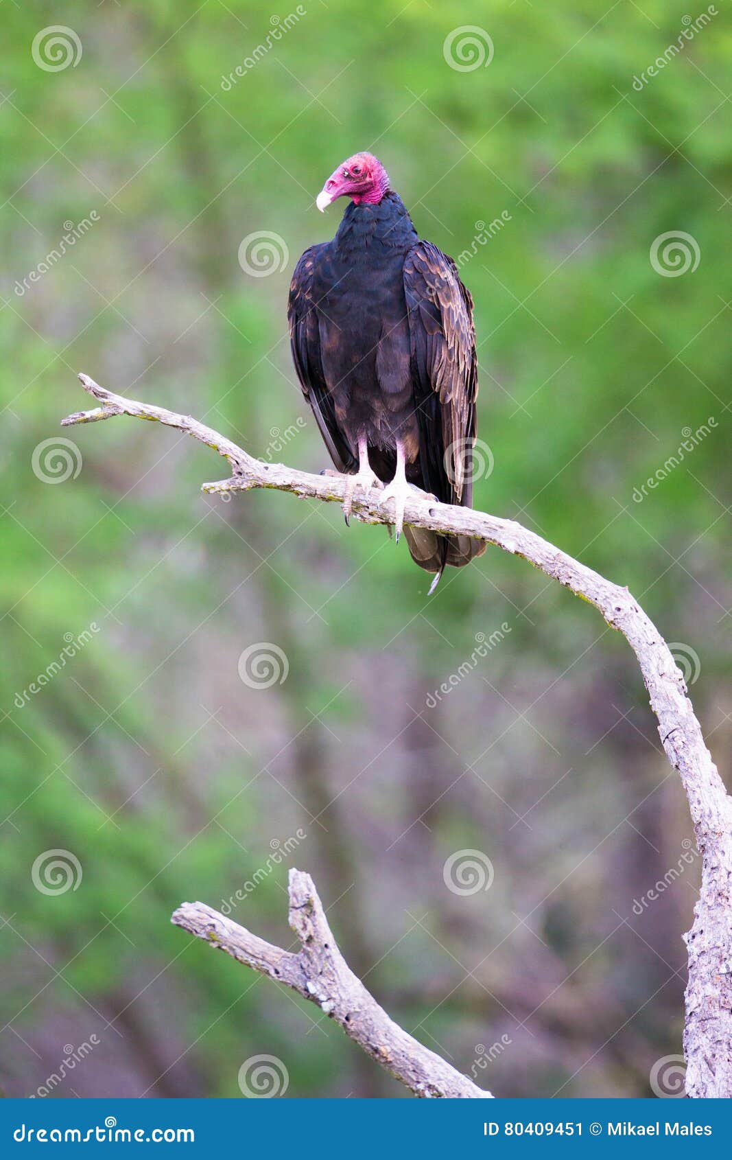Vertical Landscape of Turkey Vulture Stock Image - Image of organism ...