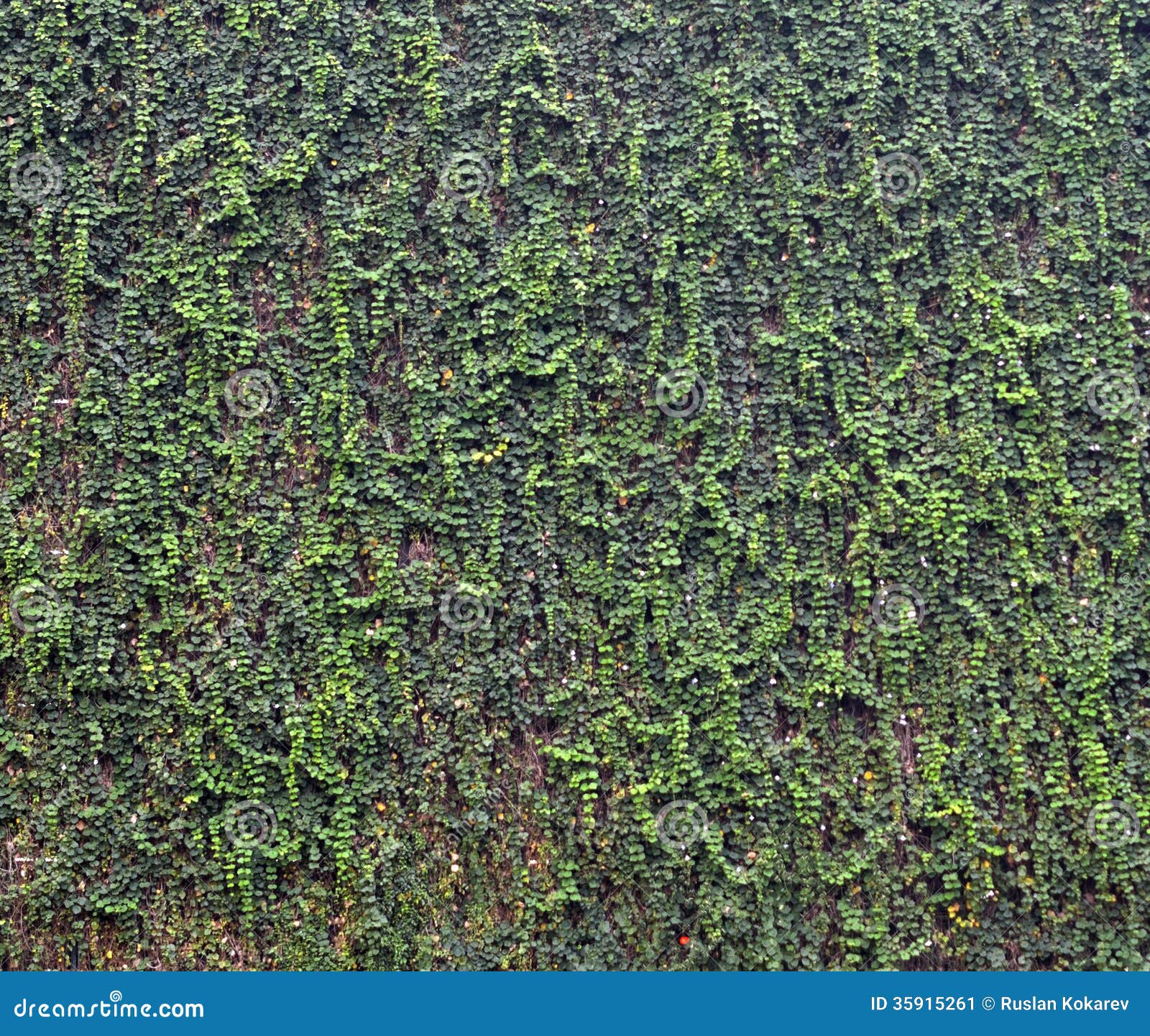 Vertical lawn. stock image. Image of ecological, grow - 35915261
