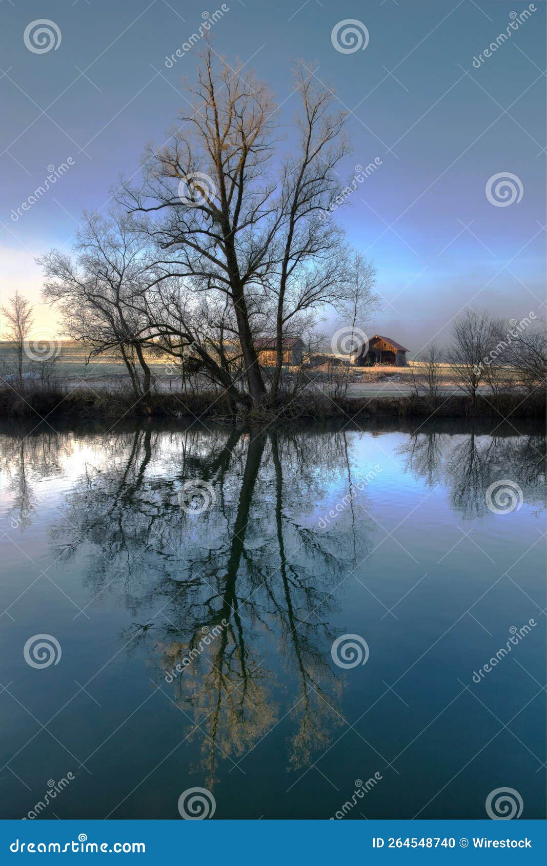 Vertical of a Leafless Tree Reflection on the Mirroring Surface of the ...