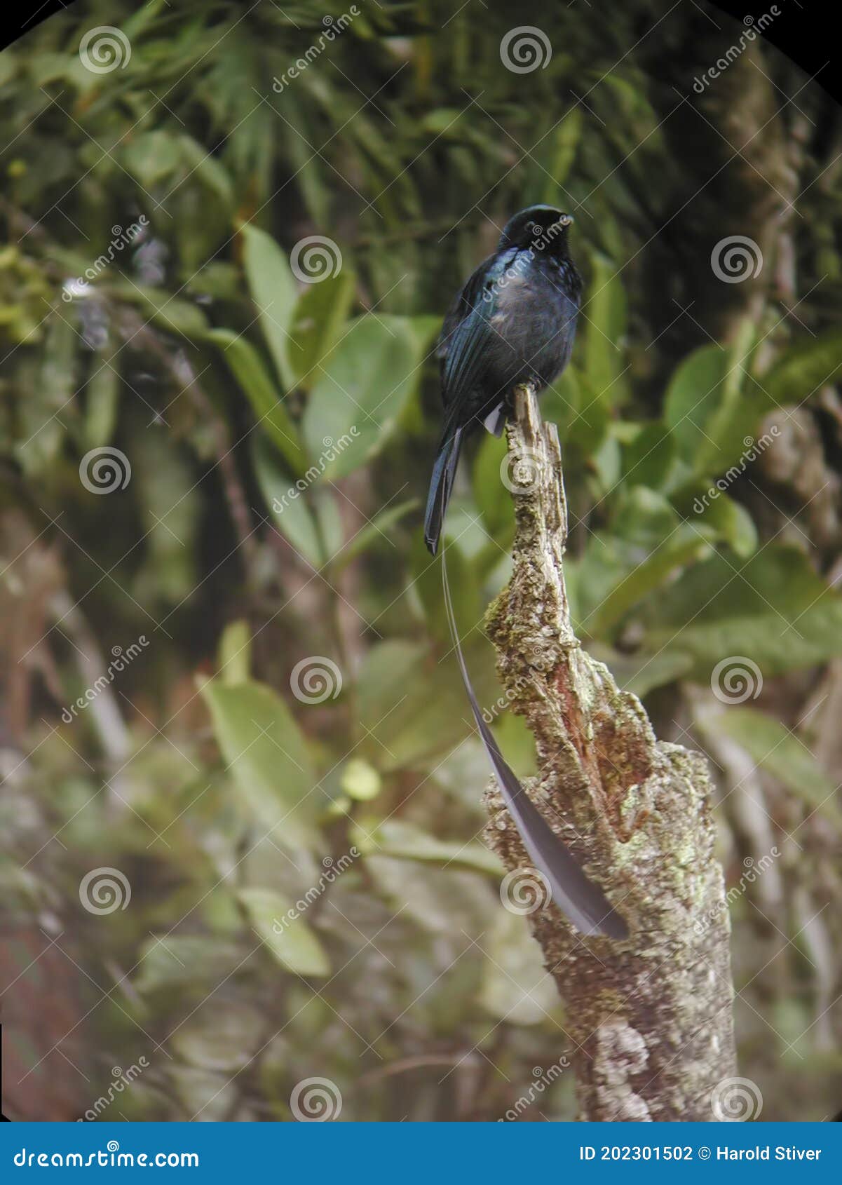 Vertical of a Lesser Racket-tailed Drongo, Dicrurus Remifer, Perched ...