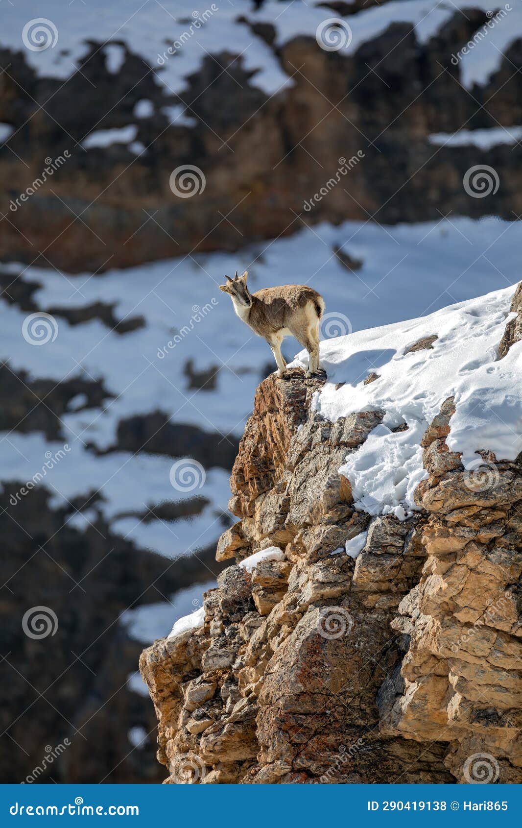 Vertical Limit - Ibex on Cliff Stock Photo - Image of frost, covered ...