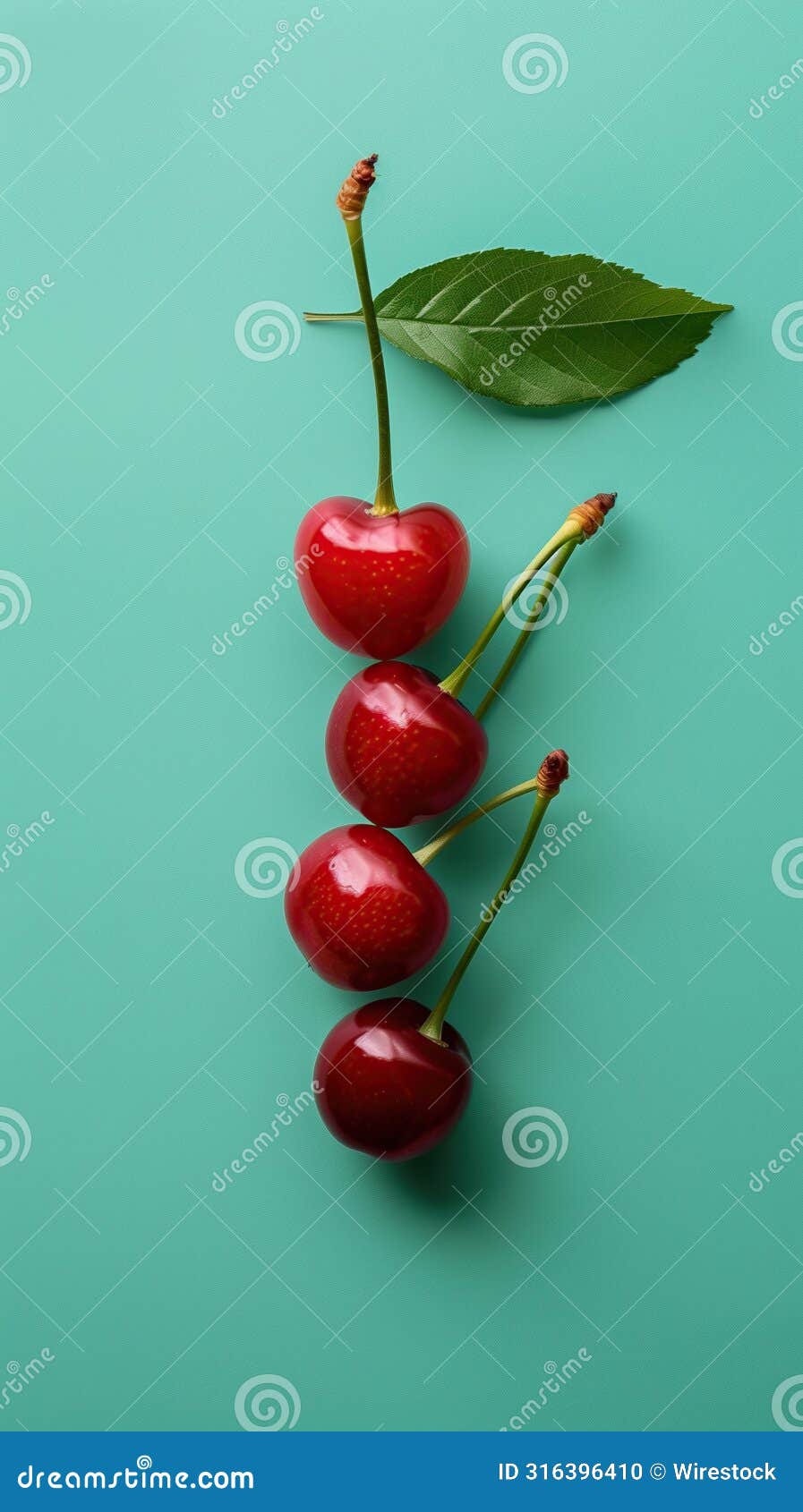 Vertical Line of Four Bright Red Cherries with Stems Attached and ...