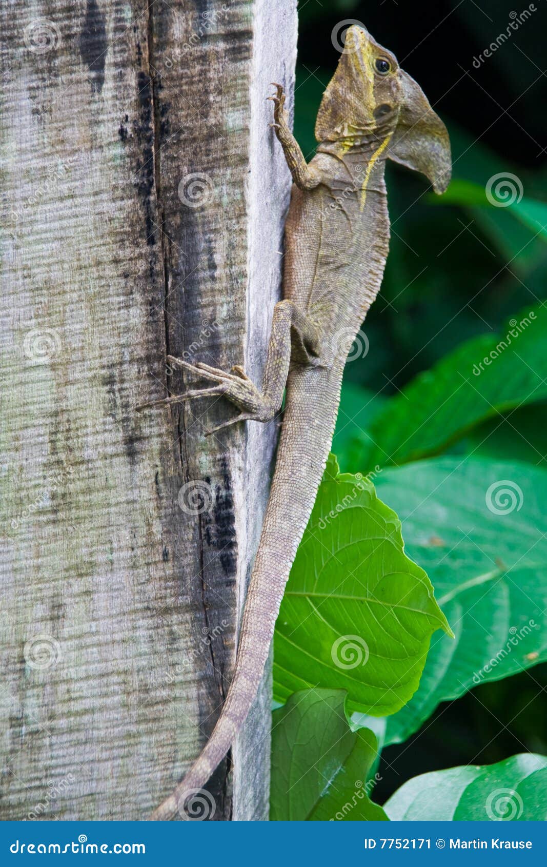Vertical lizard stock image. Image of green, dorsal, central - 7752171