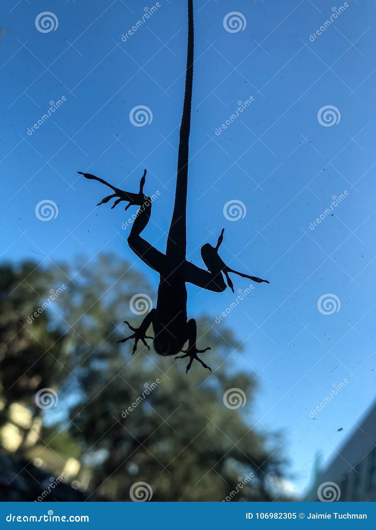 Vertical Lizard Outline on Window Stock Image - Image of island, design ...