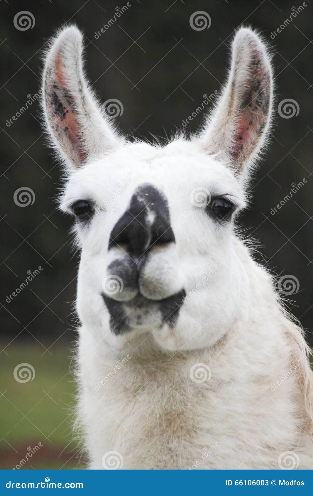 Vertical Llama Head and Face Stock Image - Image of ears, close: 66106003