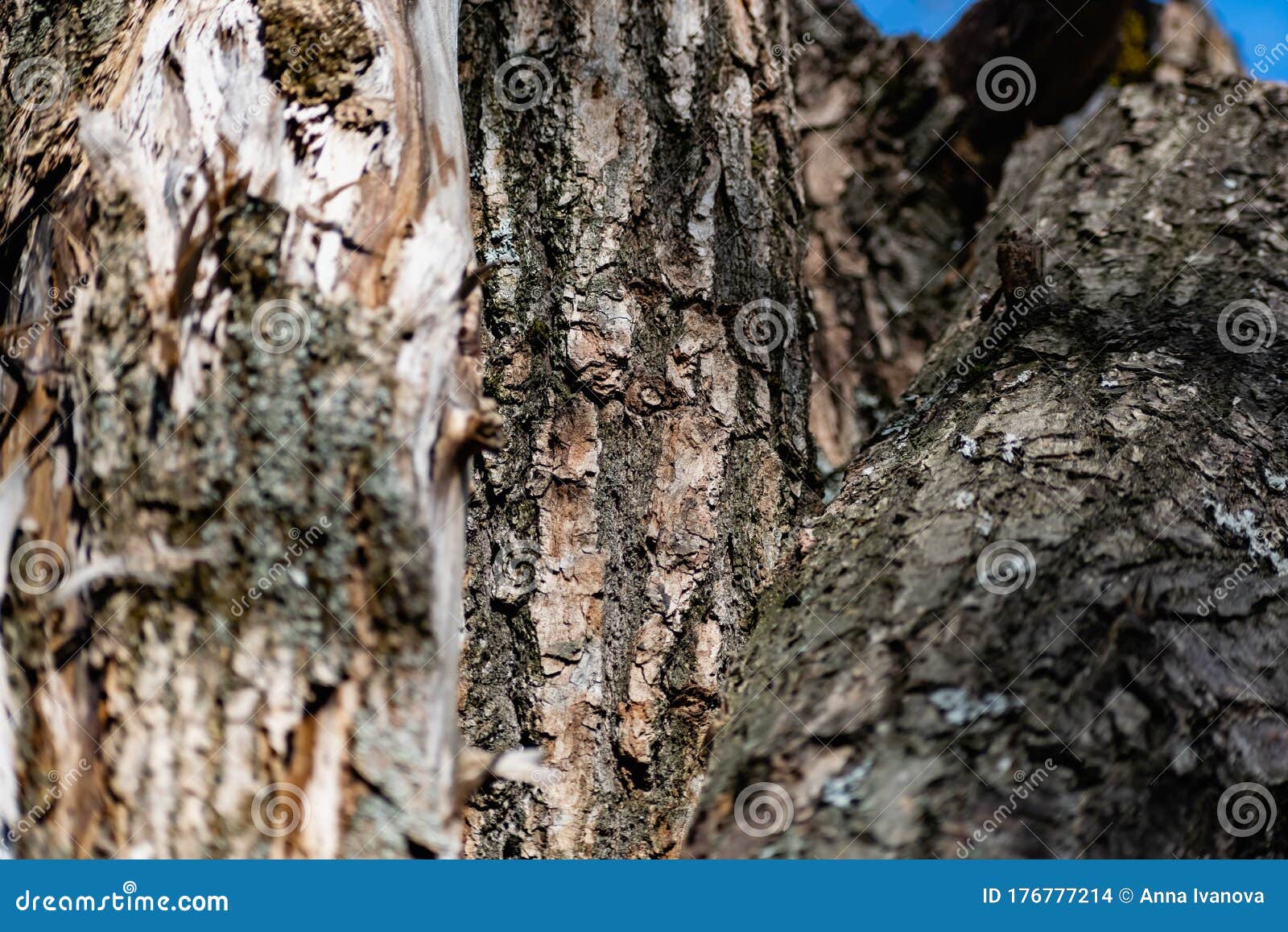 Vertical Logs with Bark, Sawn Tree Trunks Stand Close To Each Other ...