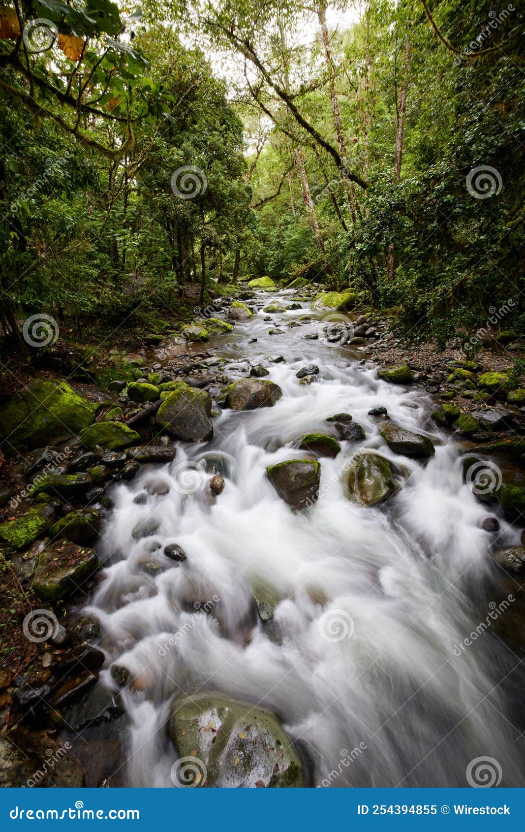 Vertical, Long Exposure Shot of a River Flowing through the Forest ...