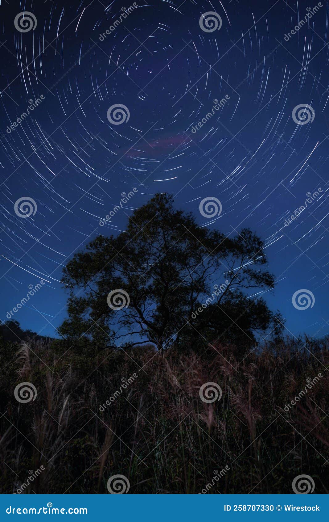 Vertical Long Exposure of a Starry Sky and a Tree Stock Photo - Image ...