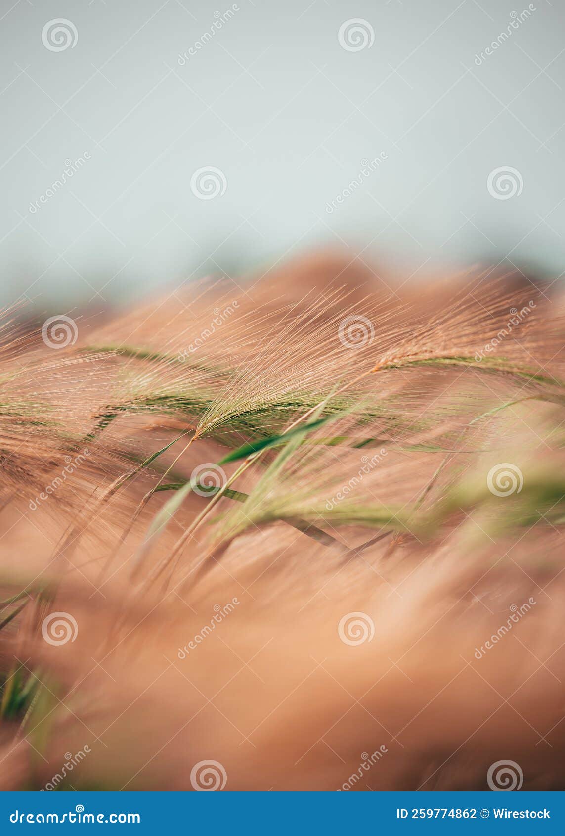 Vertical Long Exposure of Wind Blowing in a Wheat Field Stock Photo ...
