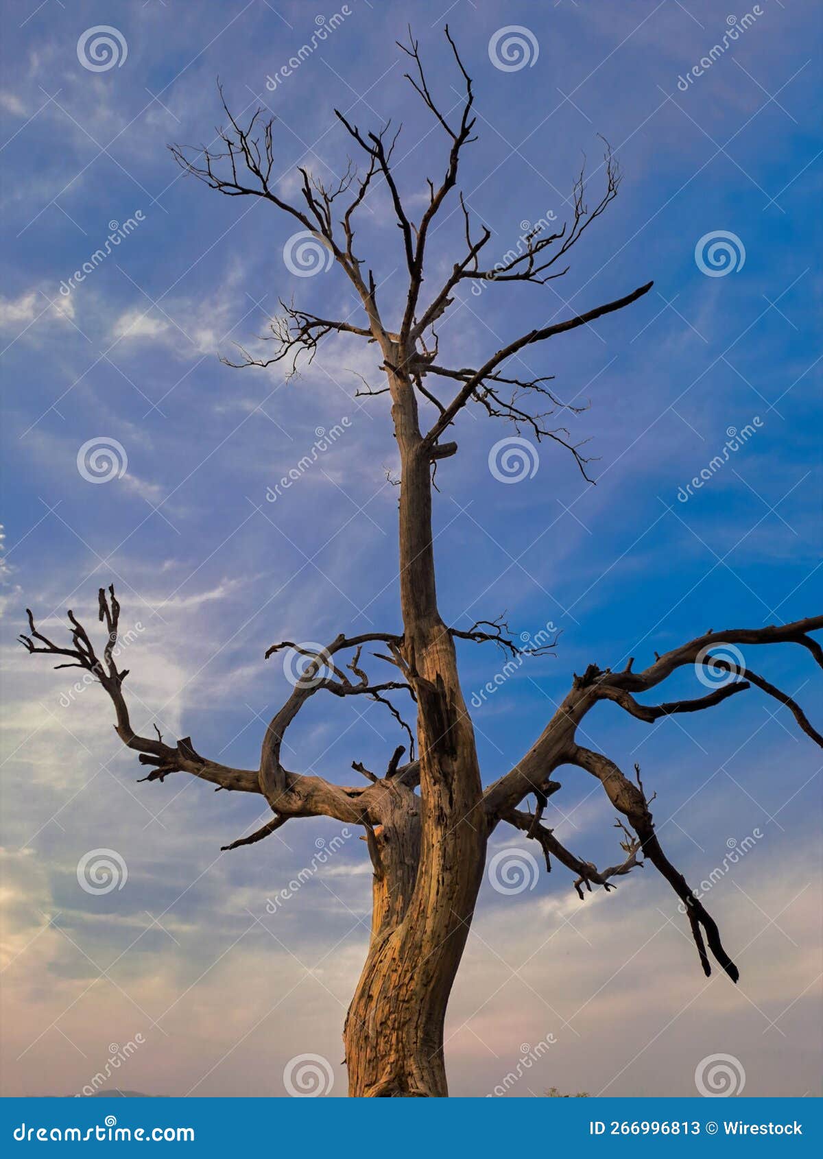 Vertical Low-angle Closeup of a Beautiful Dead Tree Against a Blue ...