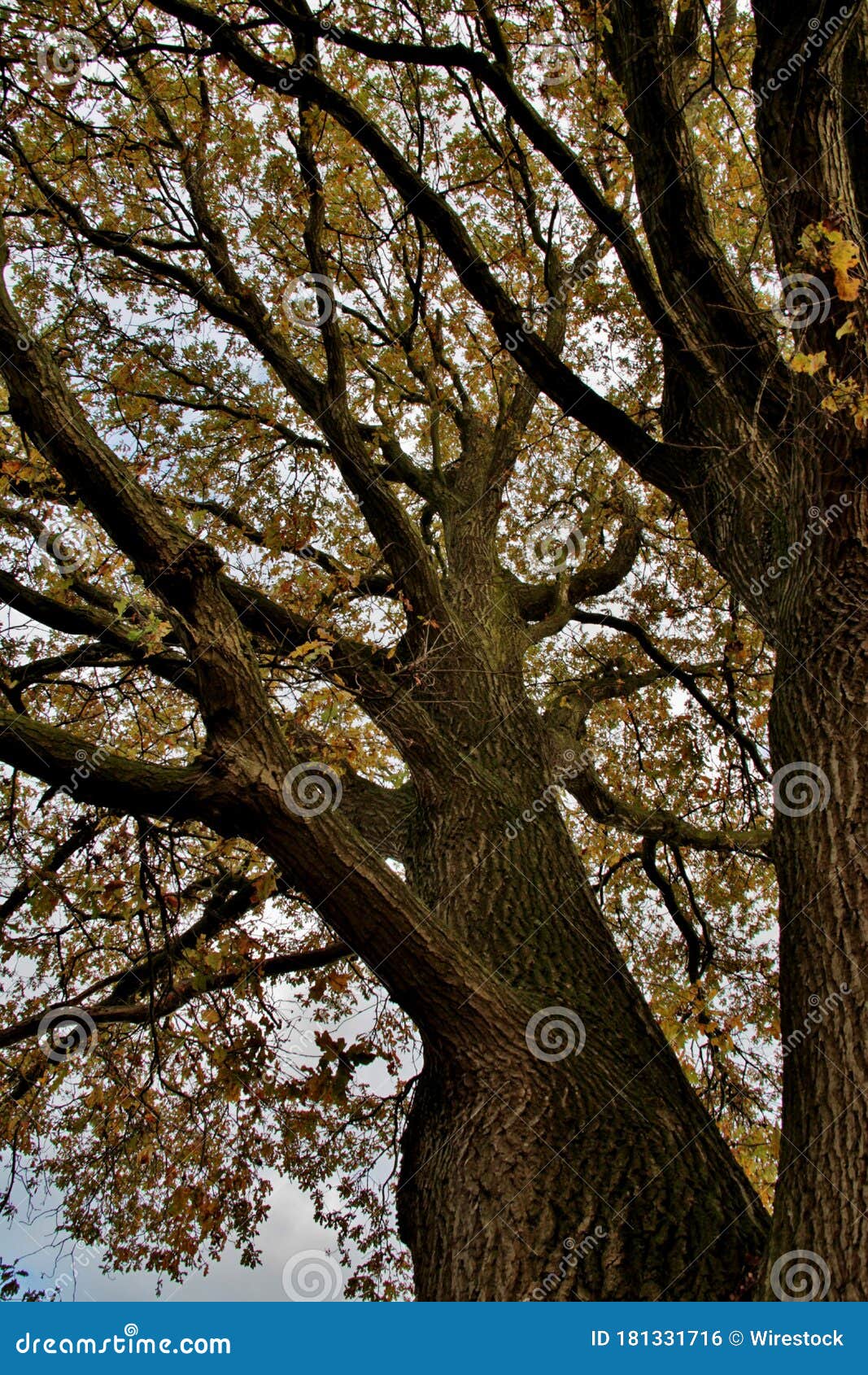 Vertical Low Angle Closeup Shot of the Trunk of a Tree with Big ...