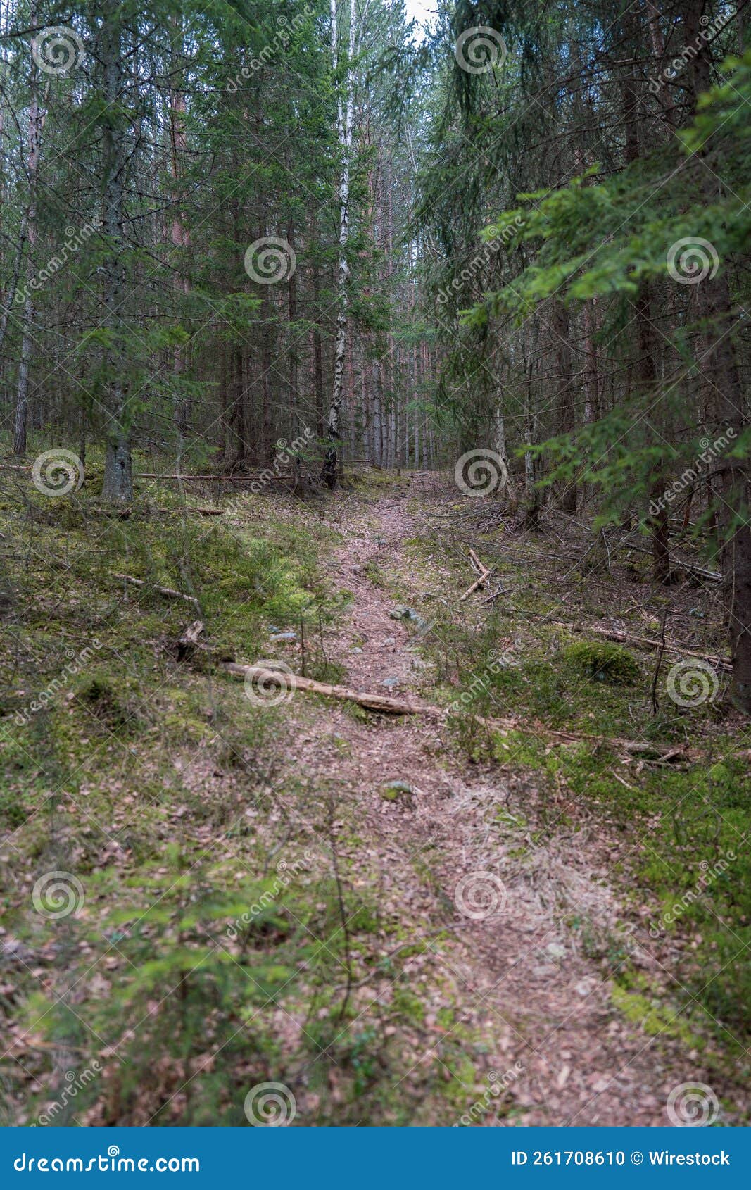 Vertical Low-angle of a Path in the Forest Covered with Grass Trees on ...