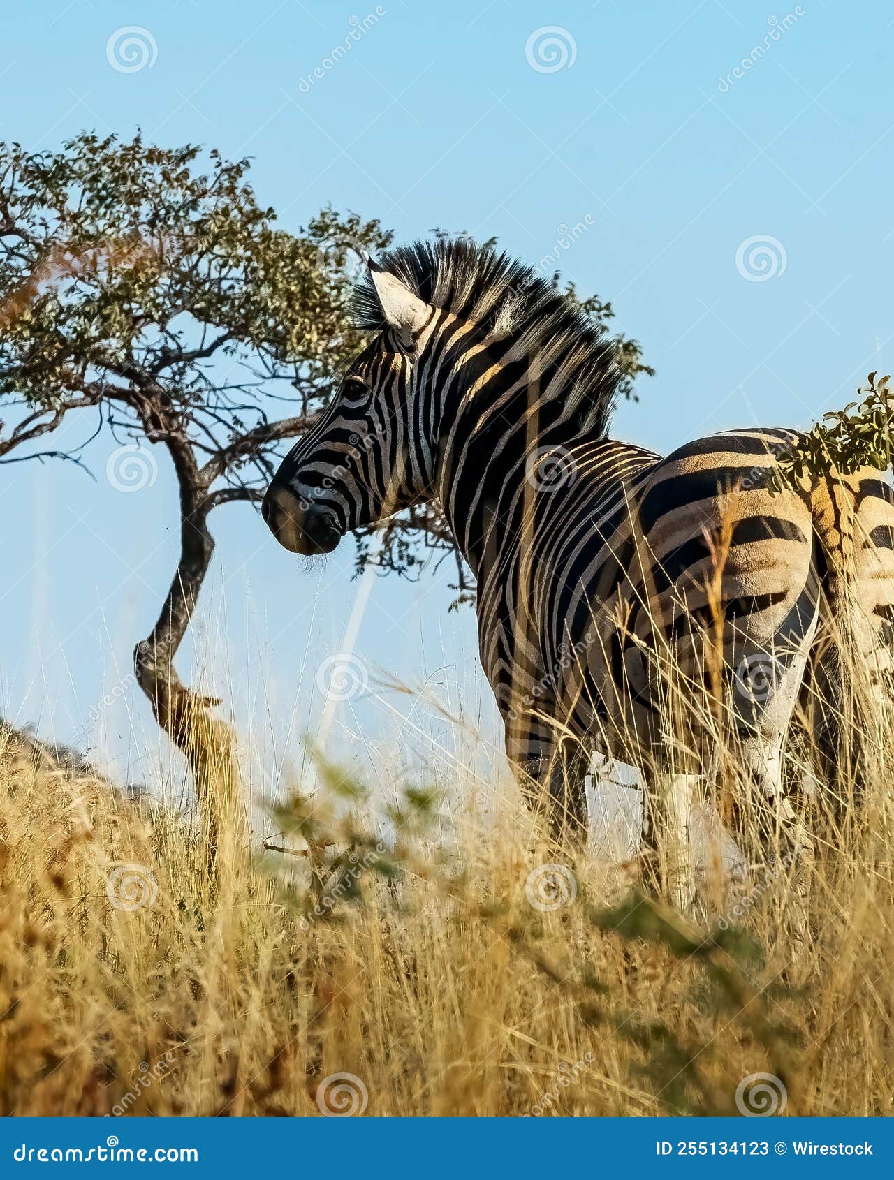 Vertical Low-angle Profile View of a Zebra Standing in the Grass Under ...