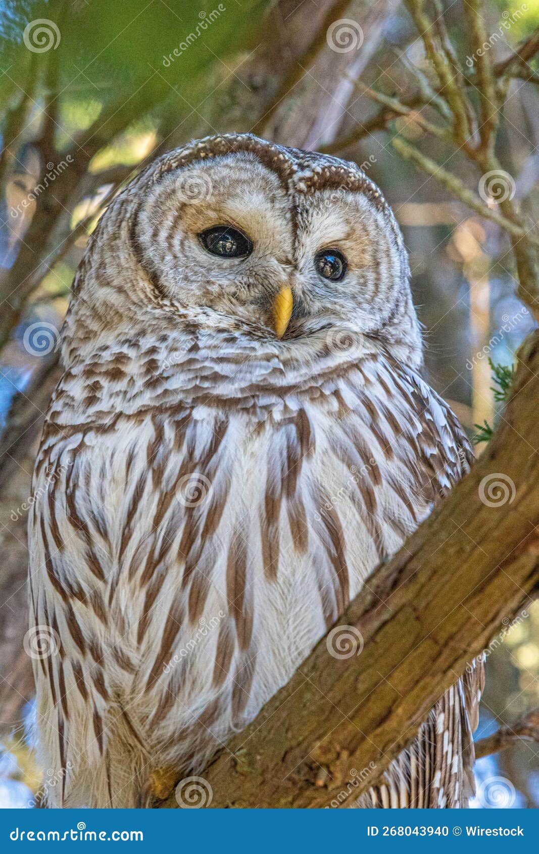 Vertical Low Angle Shot of a Barred Owl on a Tree Branch Stock Photo ...