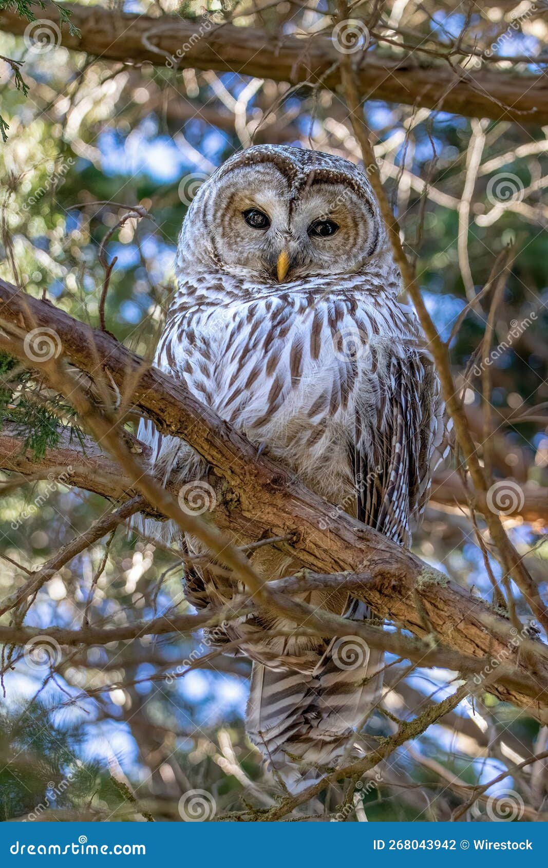 Vertical Low Angle Shot of a Barred Owl on a Tree Branch Stock Photo ...