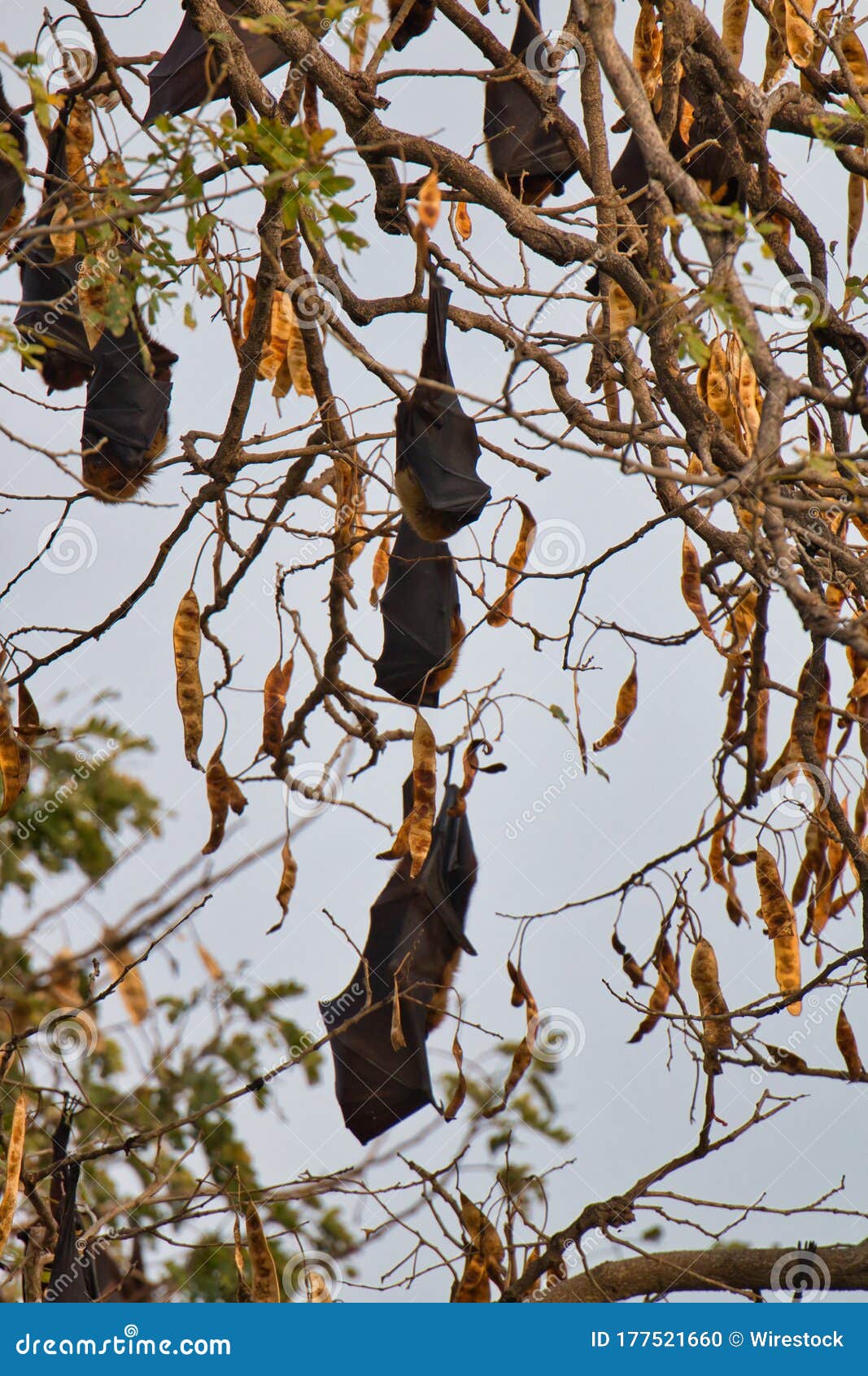 Vertical Low Angle Shot of Bats Hanging from Tree Branches Under a ...