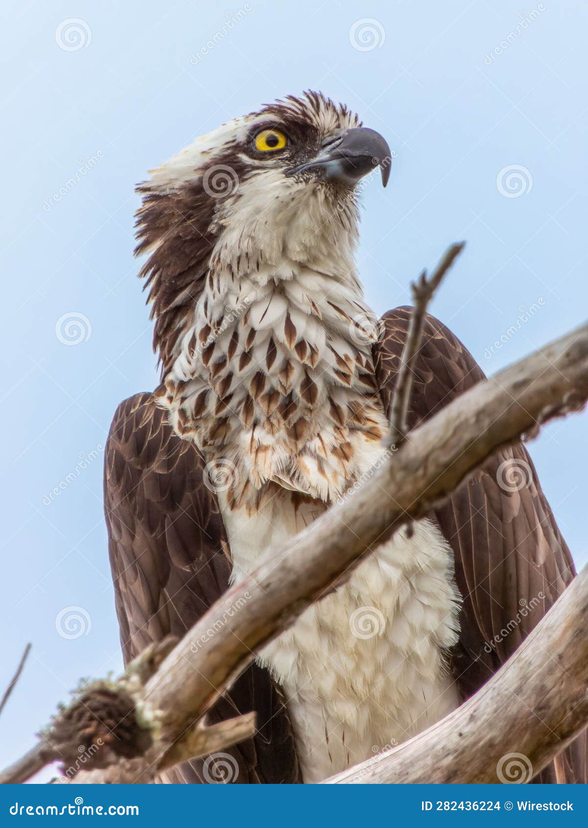 Vertical Low Angle Shot of a Beautiful Osprey Bird Perched on a Branch ...
