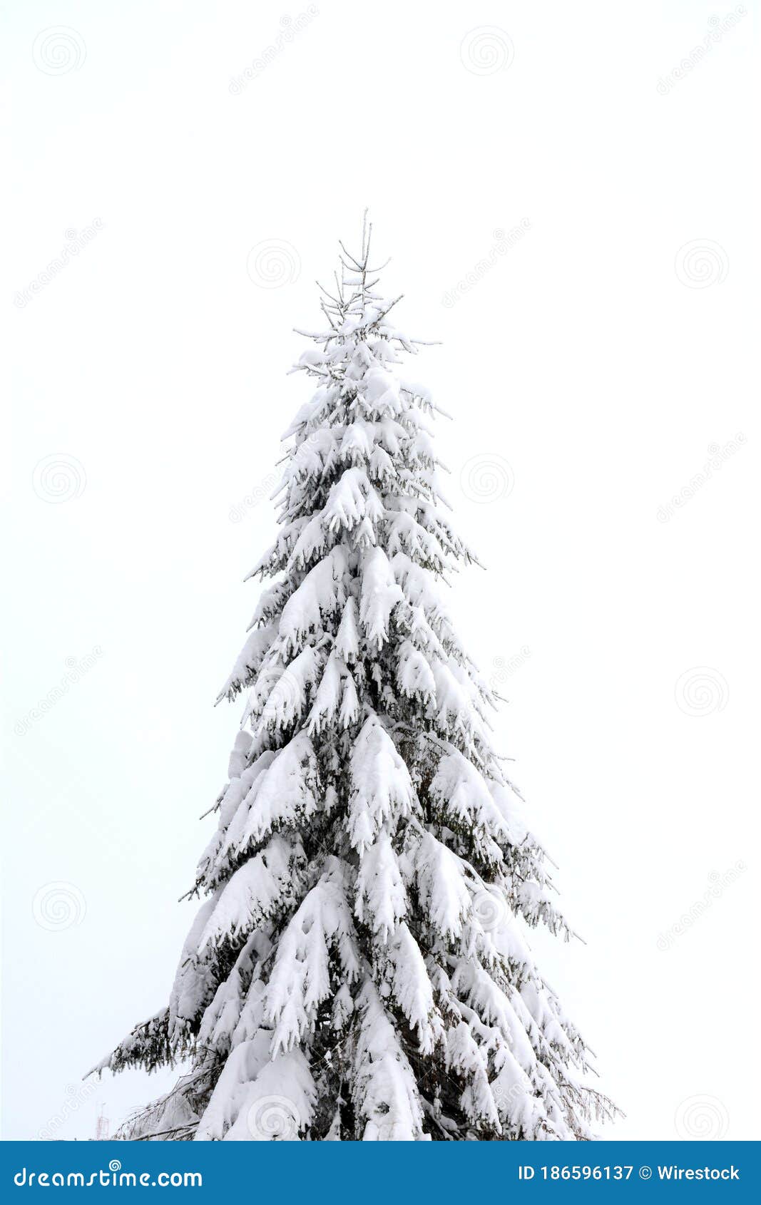 Vertical Low Angle Shot of a Beautiful Snow-covered Pine Tree Under the ...