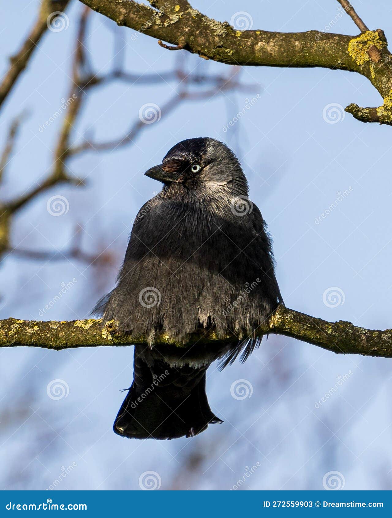 Vertical Low Angle Shot of a Black Crow Perched on a Tree Branch Stock ...