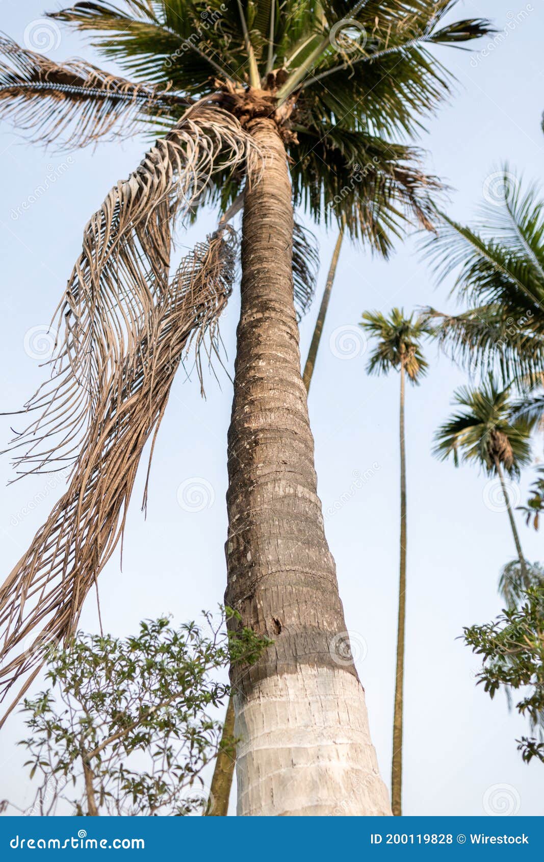Vertical Low Angle Shot of a Coconut Tree Stock Photo - Image of light ...