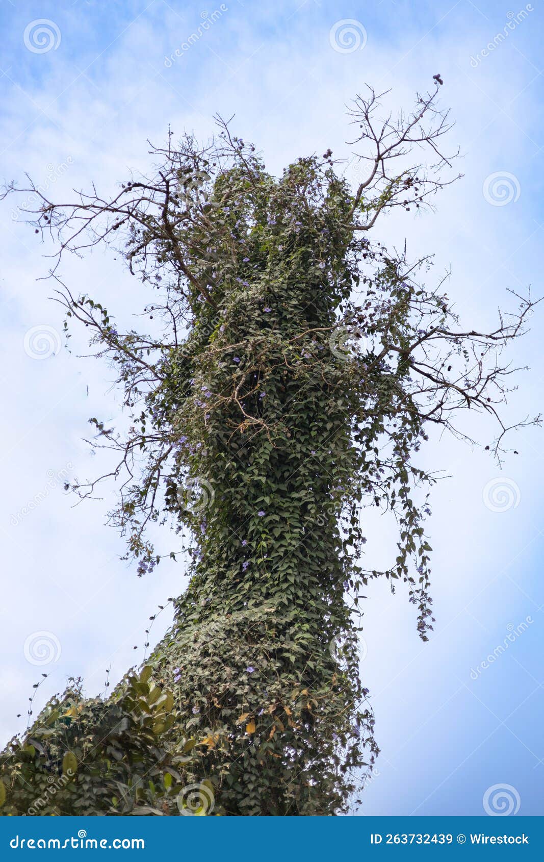 Vertical Low Angle Shot of Dancing Tree with Creeper Plants Resembling ...