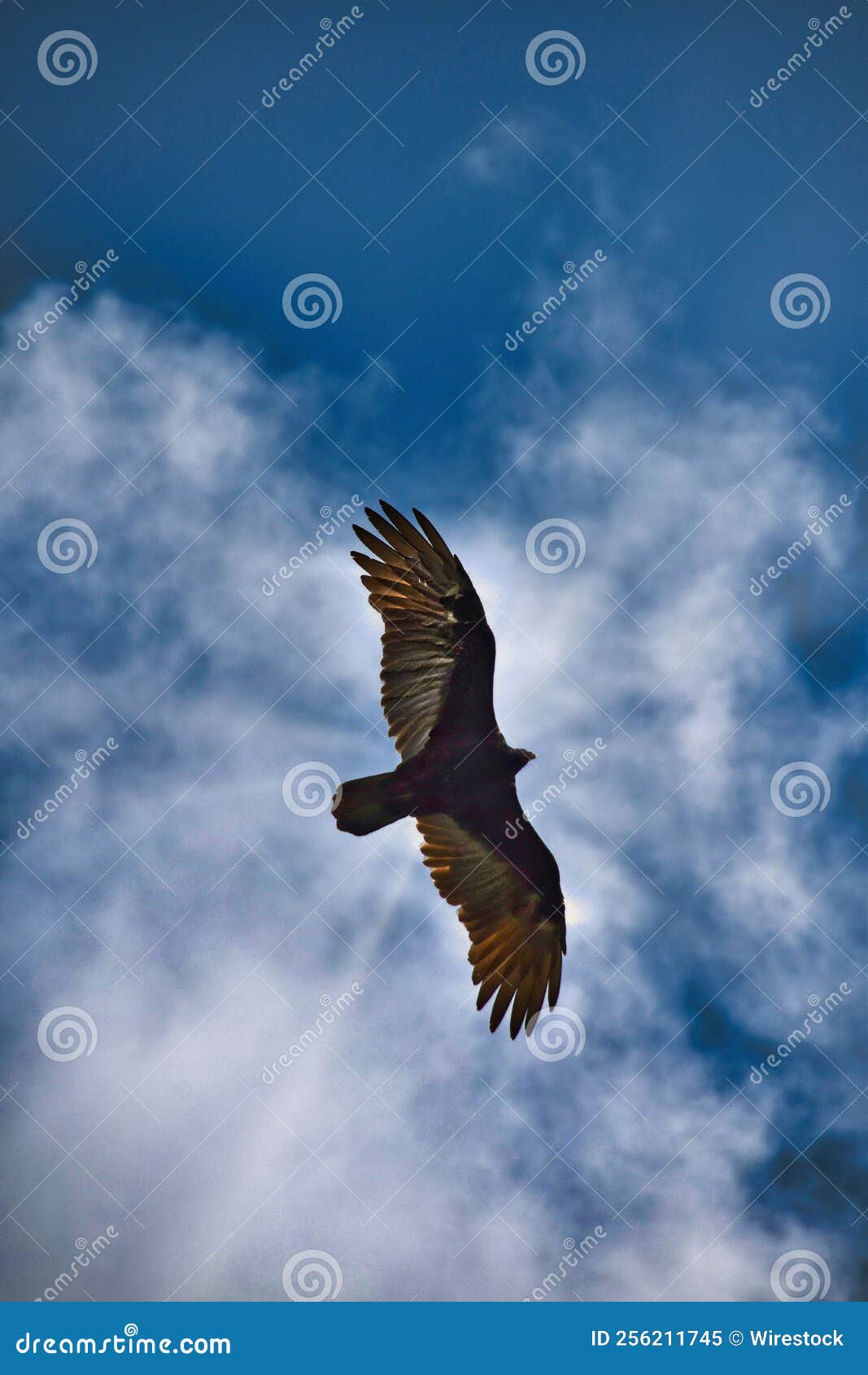 Vertical Low Angle Shot of an Eagle Flying in the Blue Sky Stock Image ...