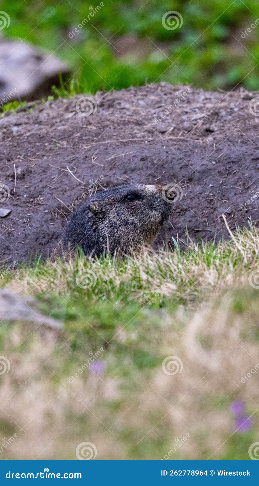 Vertical Low Angle Shot of a Groundhog with Selective Focus Stock Photo ...