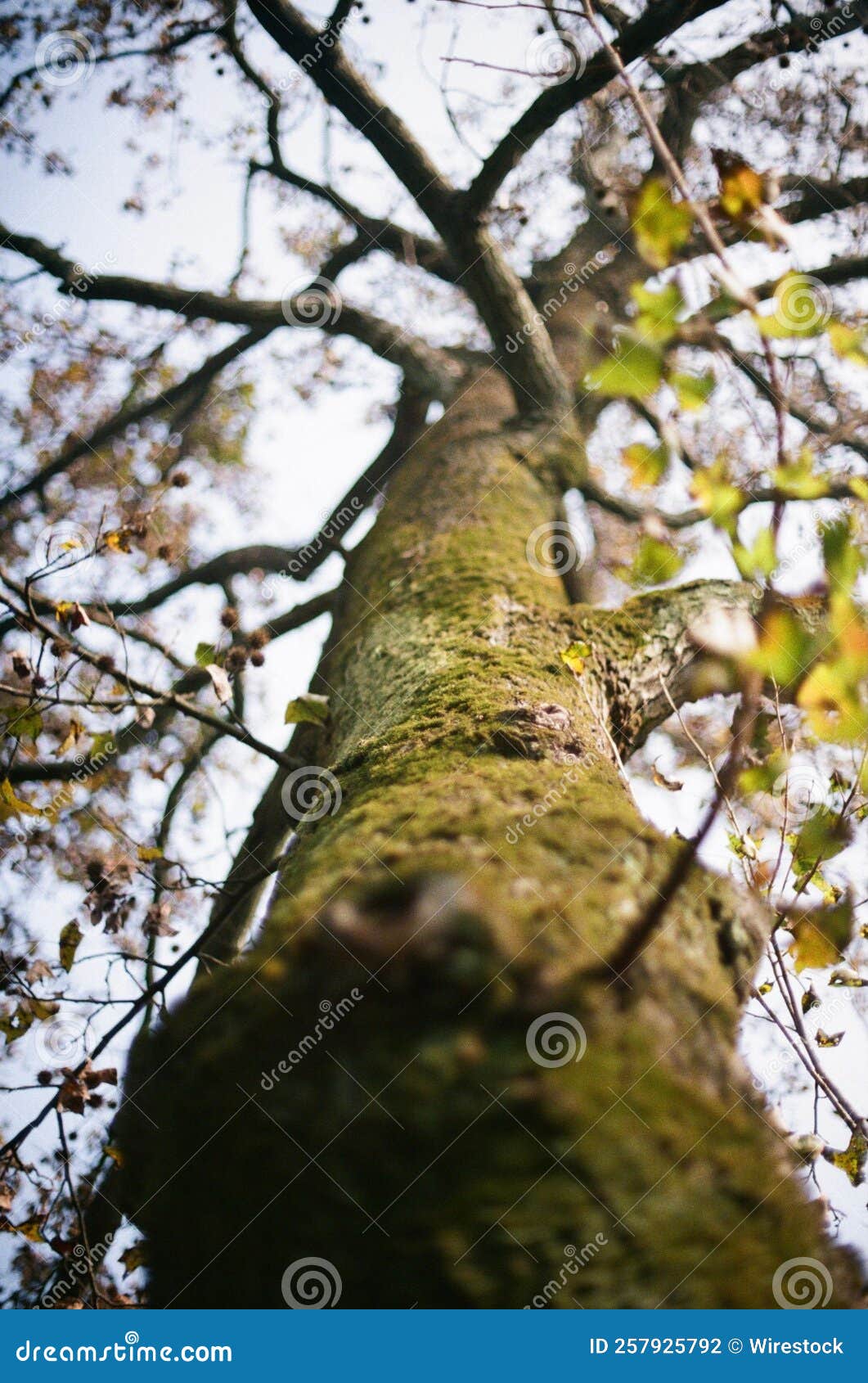 Vertical Low Angle Shot of a Mossy Tree Trunk Stock Photo - Image of ...