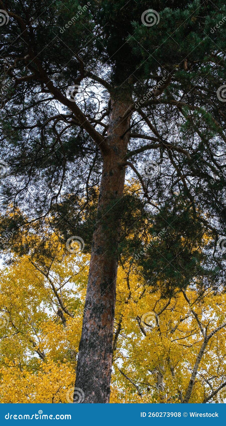 Vertical Low Angle Shot of a Pine Tree with Another Yellow-leaved One ...