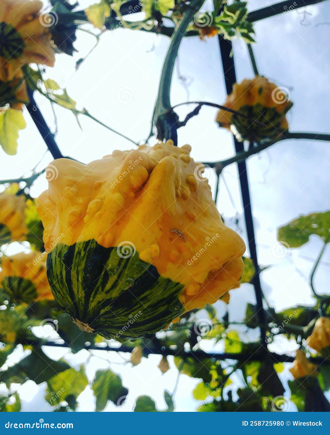 Vertical Low-angle Shot of a Pumpkin Bush Under the Sunlight Stock ...