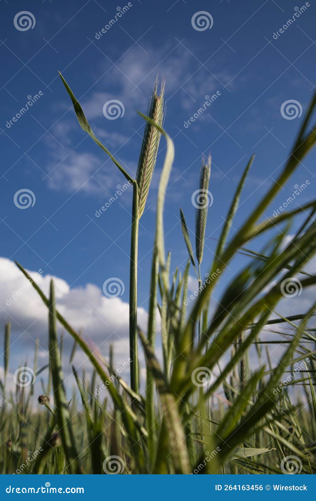 Vertical Low Angle Shot of a Rye Plant Stock Photo - Image of plant ...