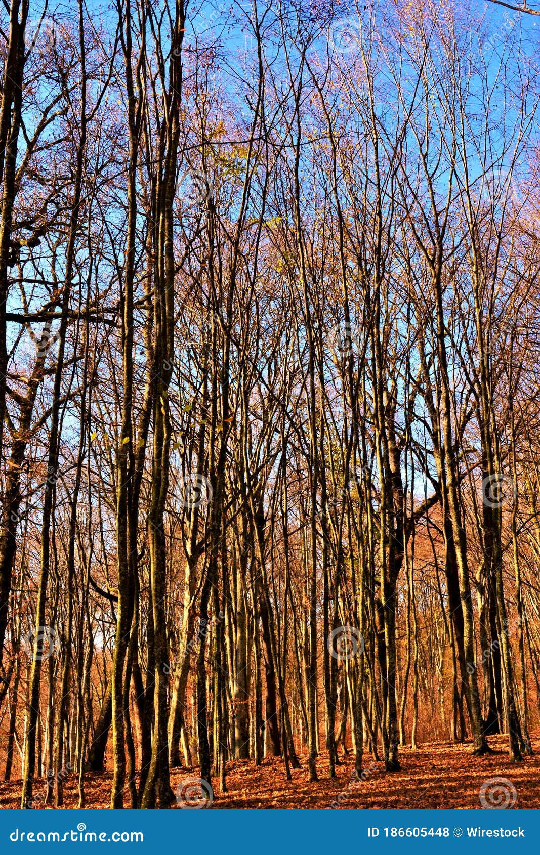 Vertical Low Angle Shot of the Tall Bare Trees in a Forest Captured on ...