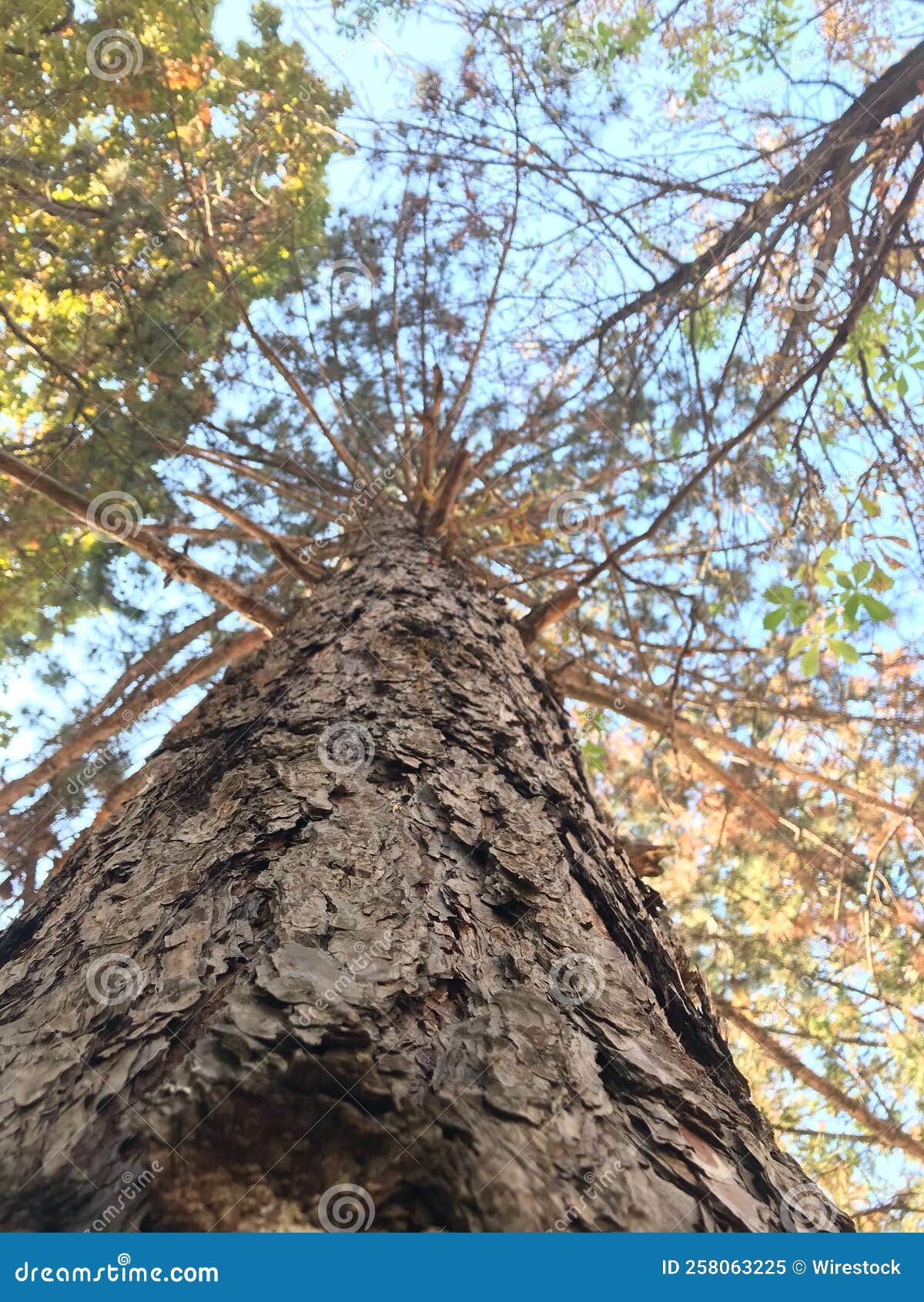 Vertical Low Angle Shot of a Tall Dark Tree in a Park Stock Image ...