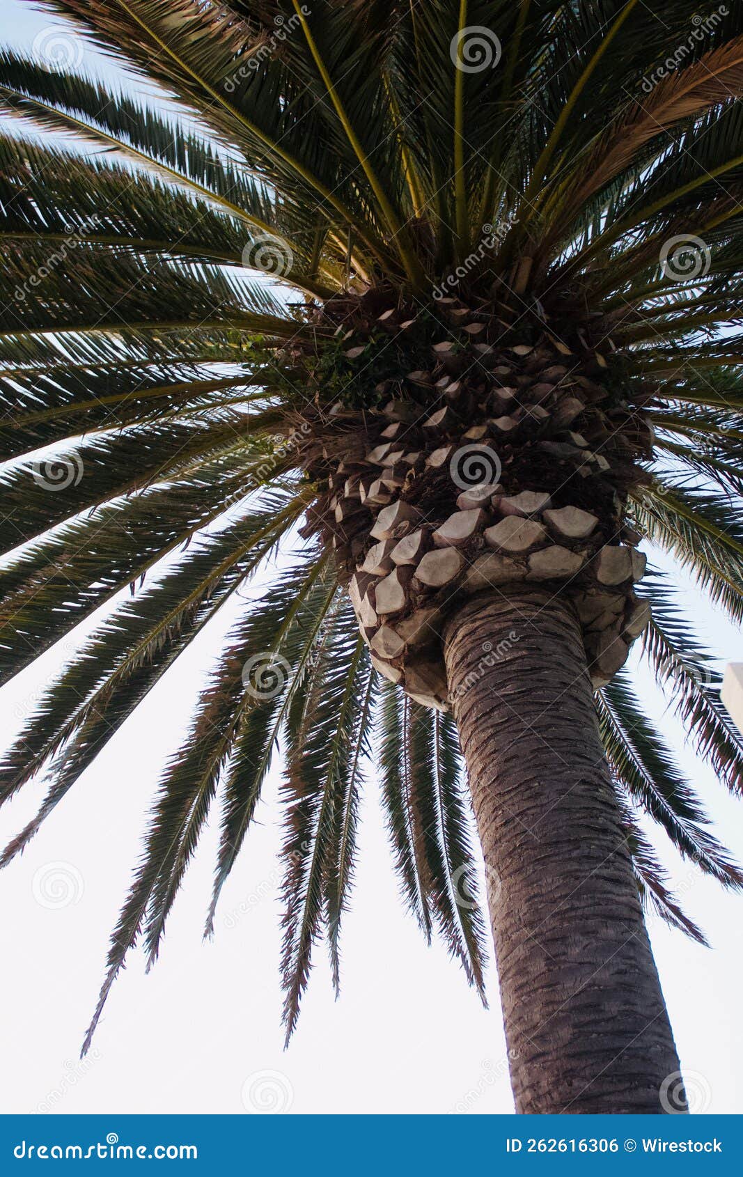 Vertical Low Angle Shot of a Tall Palm Tree Isolated on a White ...