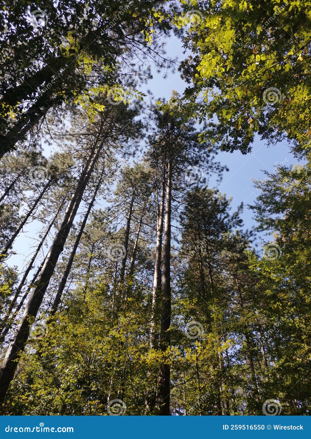 Vertical Low Angle Shot of Tall Thin Trees in a Forest Stock Photo ...