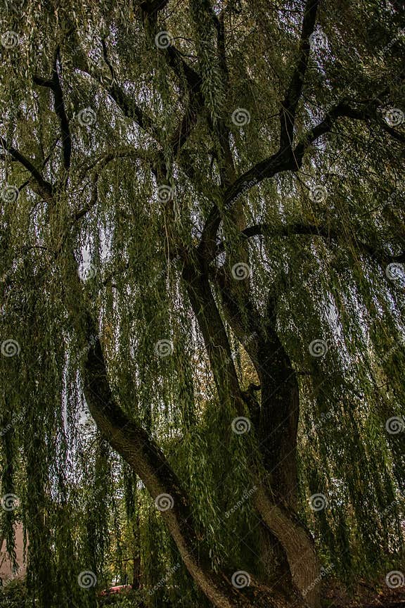 Vertical Low Angle Shot of a Tall Tree with Droopy Green Branches Stock ...