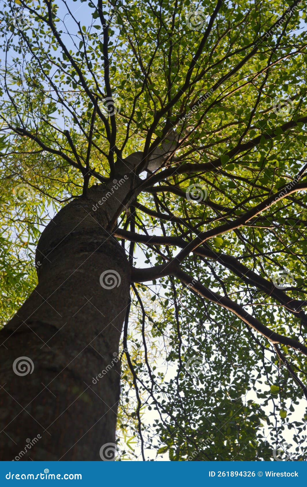 Vertical Low Angle Shot of a Tall Tree with Many Branches with Green ...