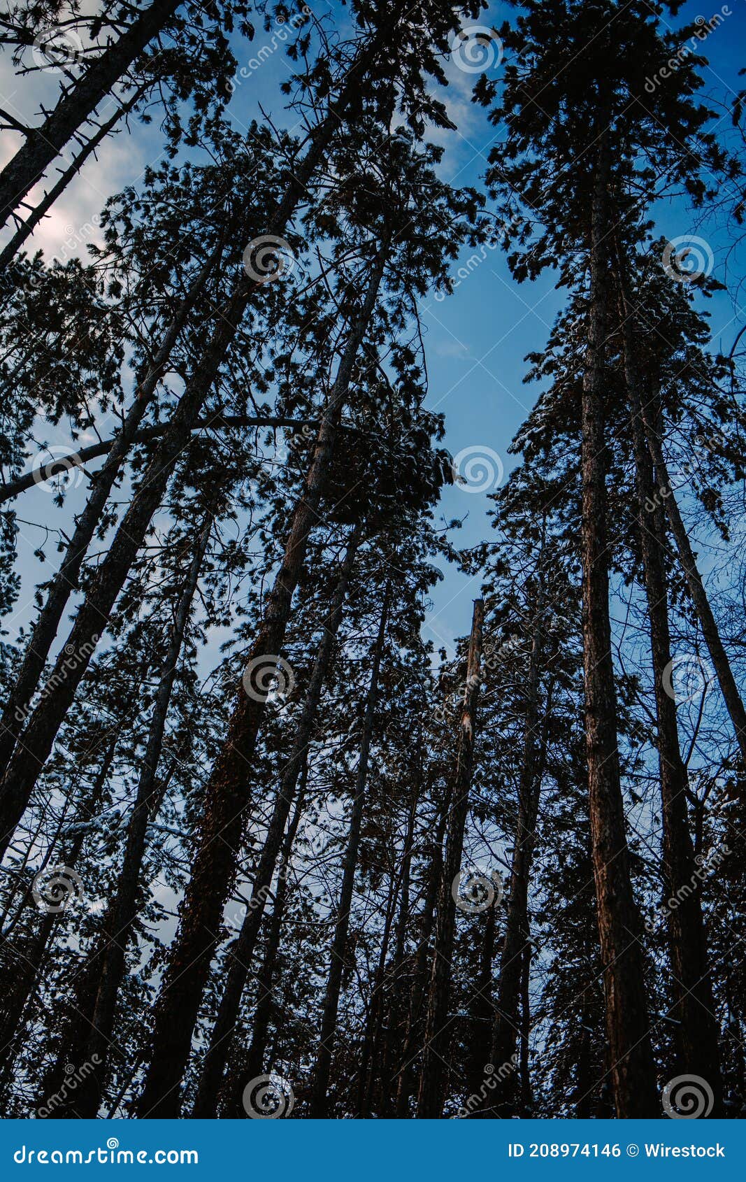 Vertical Low Angle Shot of Tall Trees in a Forest Stock Photo - Image ...