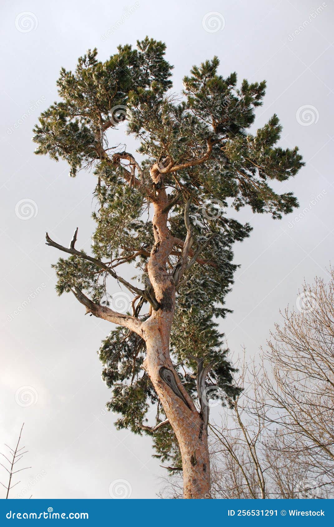 Vertical Low Angle Shot of a Tall Twisting Tree Stock Image - Image of ...