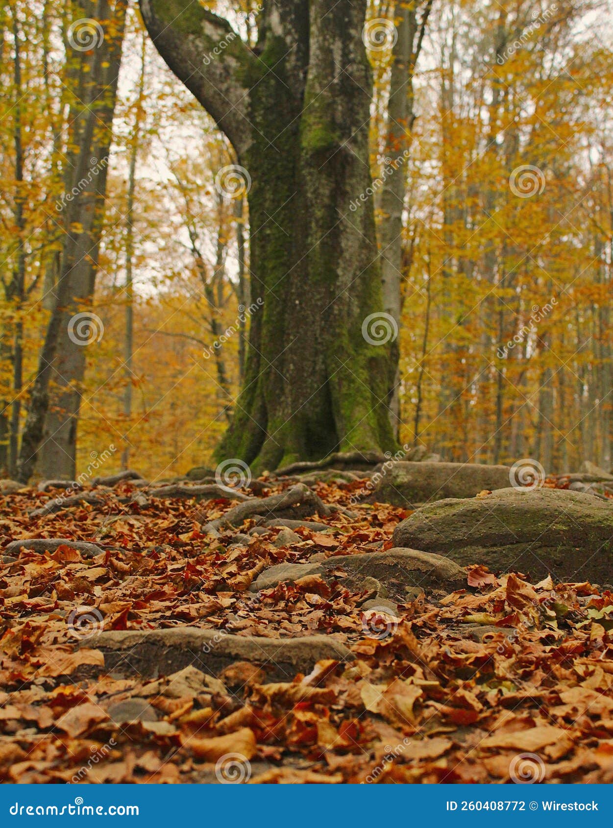 Vertical Low-angle Shot of Tree Bark and Roots with Yellow Leaves in ...