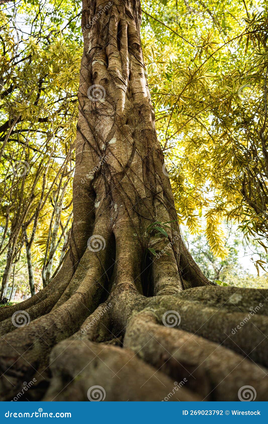 Vertical Low-angle Shot of a Tree with Big Roots. Stock Photo - Image ...
